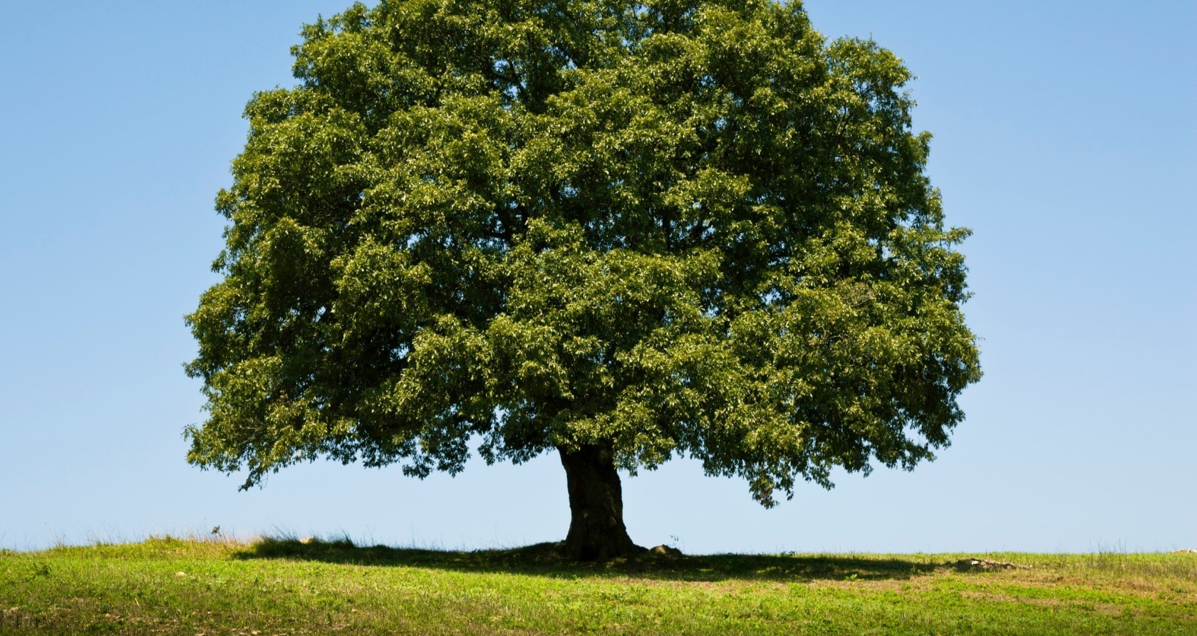 Green Essence Tree and Landscaping Inc. |Tree Services and Landscaping
