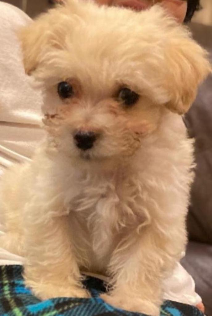 Adoption And Foster | Audrey's Safe Haven For Dogs Rescue Center ...