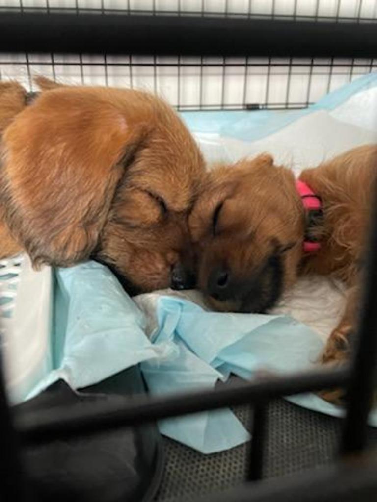 Adoption And Foster | Audrey's Safe Haven For Dogs Rescue Center ...