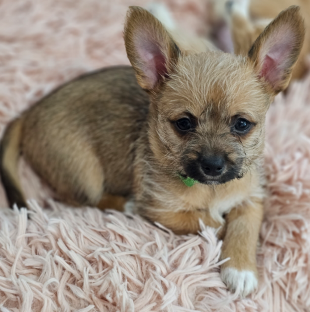 Adoption And Foster | Audrey's Safe Haven For Dogs Rescue Center ...