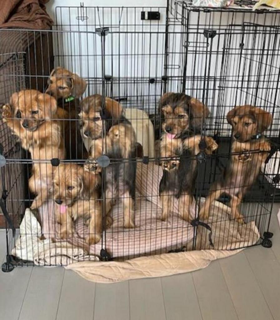 Adoption And Foster | Audrey's Safe Haven For Dogs Rescue Center ...