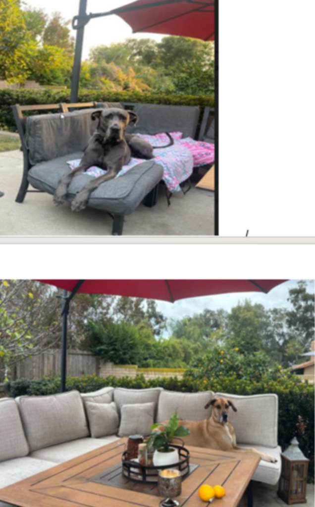 Adoption And Foster | Audrey's Safe Haven For Dogs Rescue Center ...