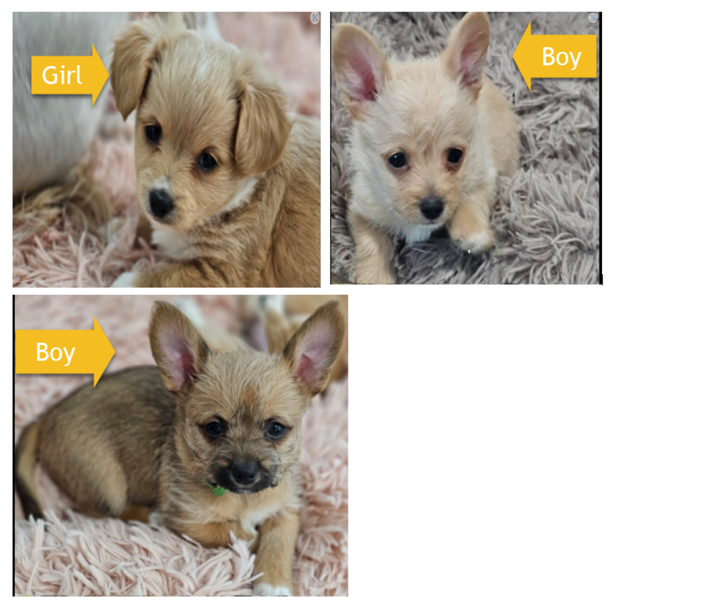 Adoption And Foster | Audrey's Safe Haven For Dogs Rescue Center ...