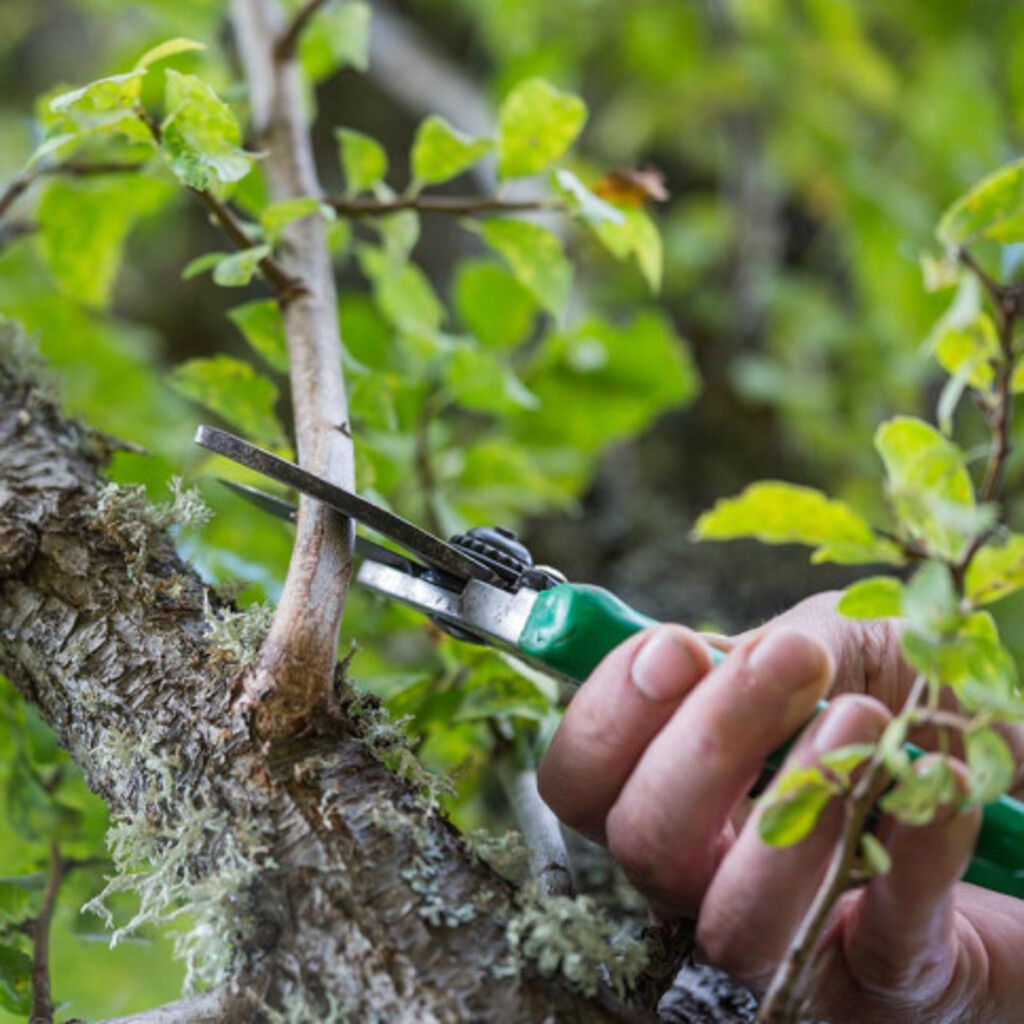 Paradise Tree Service | Tree Service in Nipomo, CA
