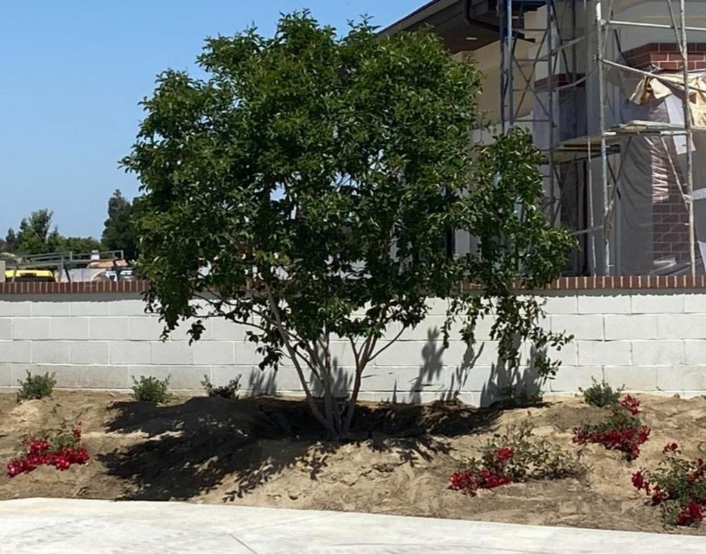 Tree Planting | Stockdale Landscape Bakersfield | Landscaper in ...