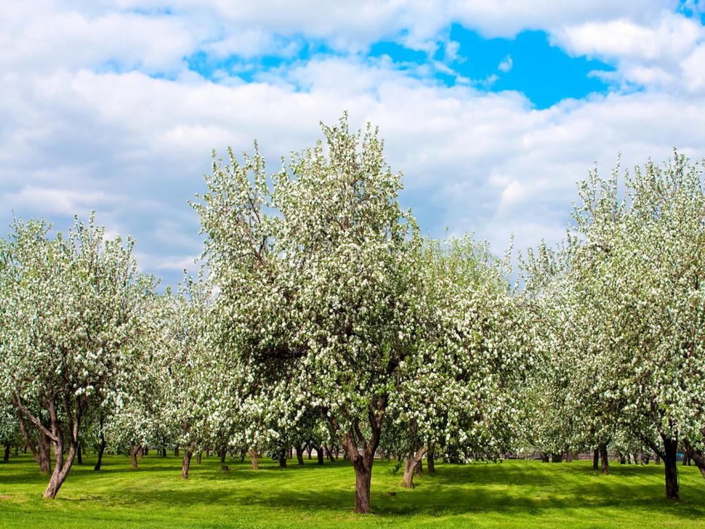 Tree Planting | Stockdale Landscape, LLC | Landscaper in Bakersfield, CA