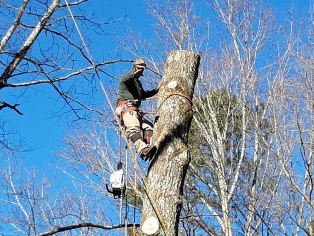 AAA Pro Tree | Arborist And Tree Surgeon in Alpharetta, GA