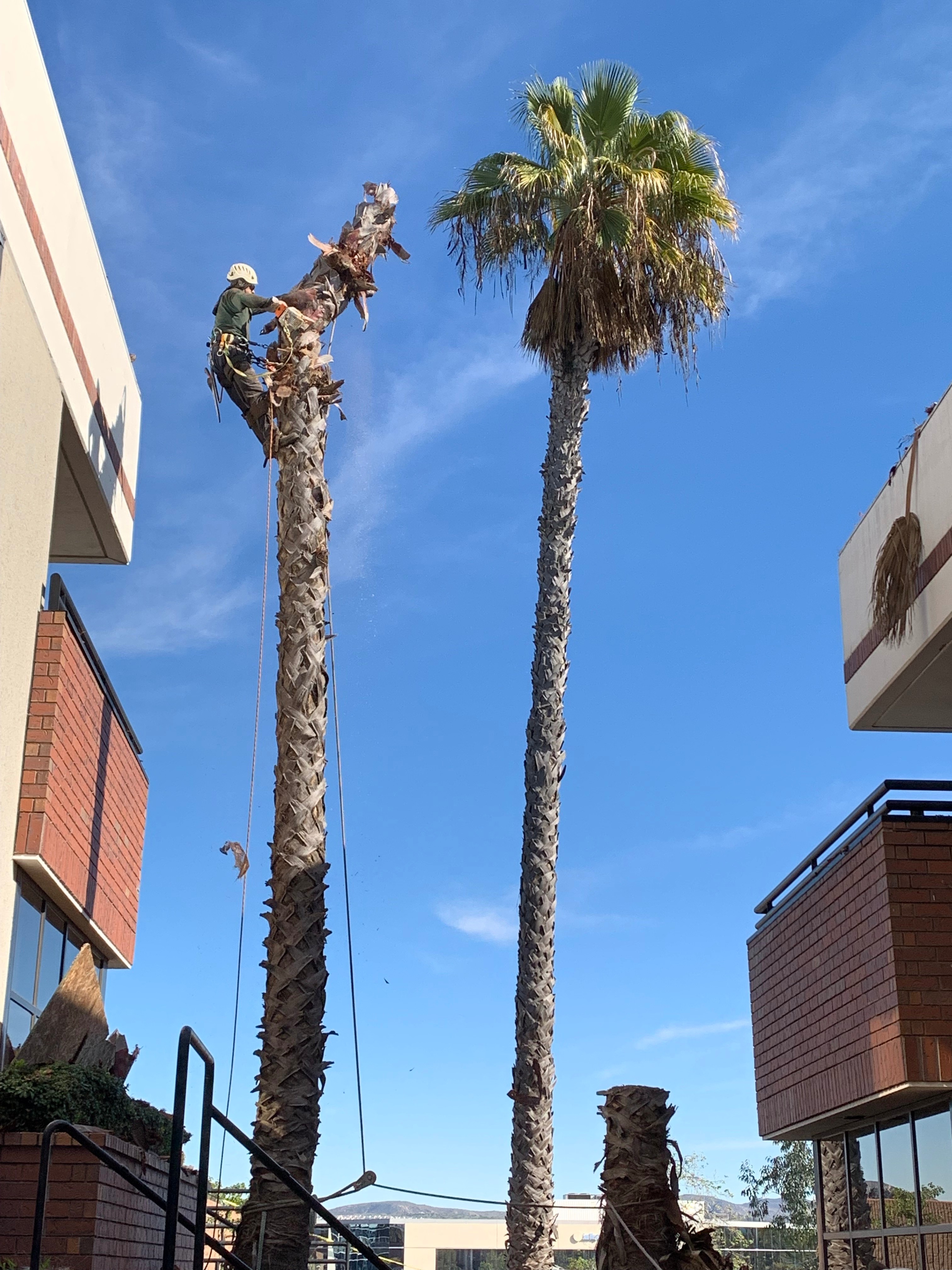Gallery | Lopez Tree Care | Tree Service in El Cajon, CA