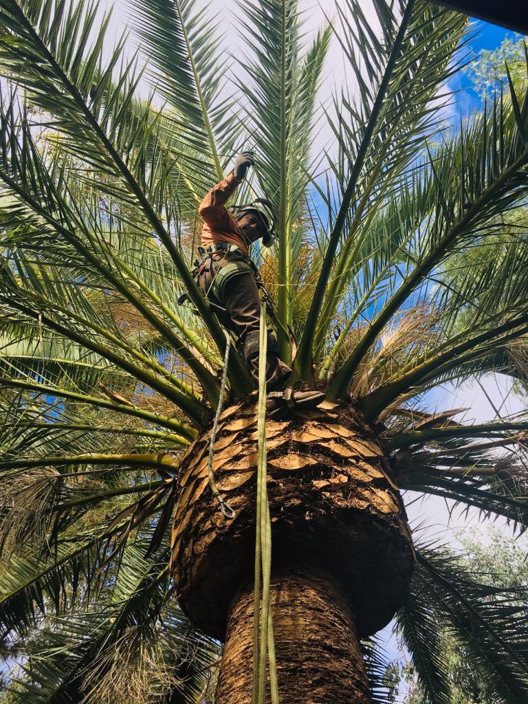 Gallery | Lopez Tree Care | Tree Service in El Cajon, CA