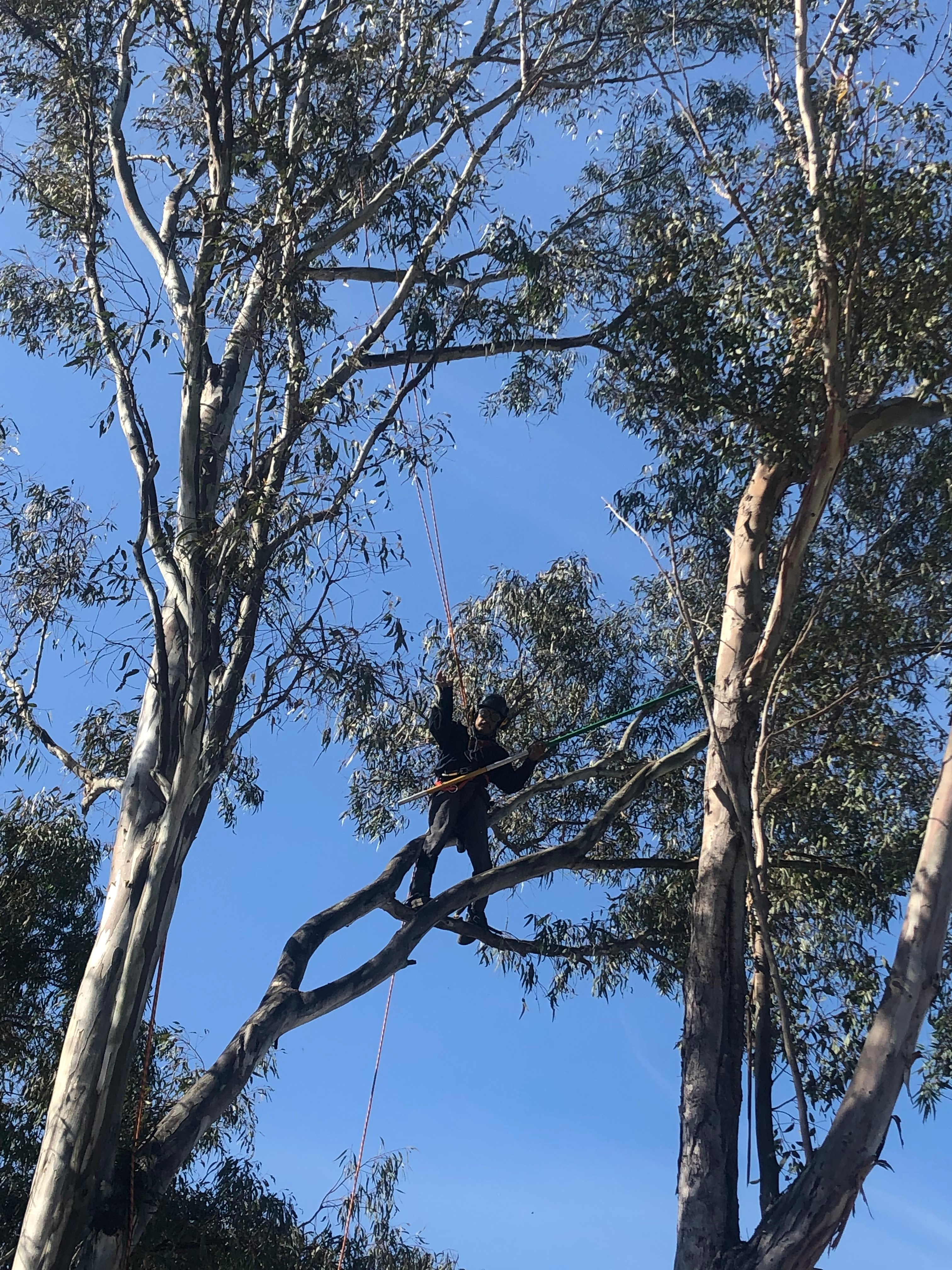 Gallery | Lopez Tree Care | Tree Service in El Cajon, CA
