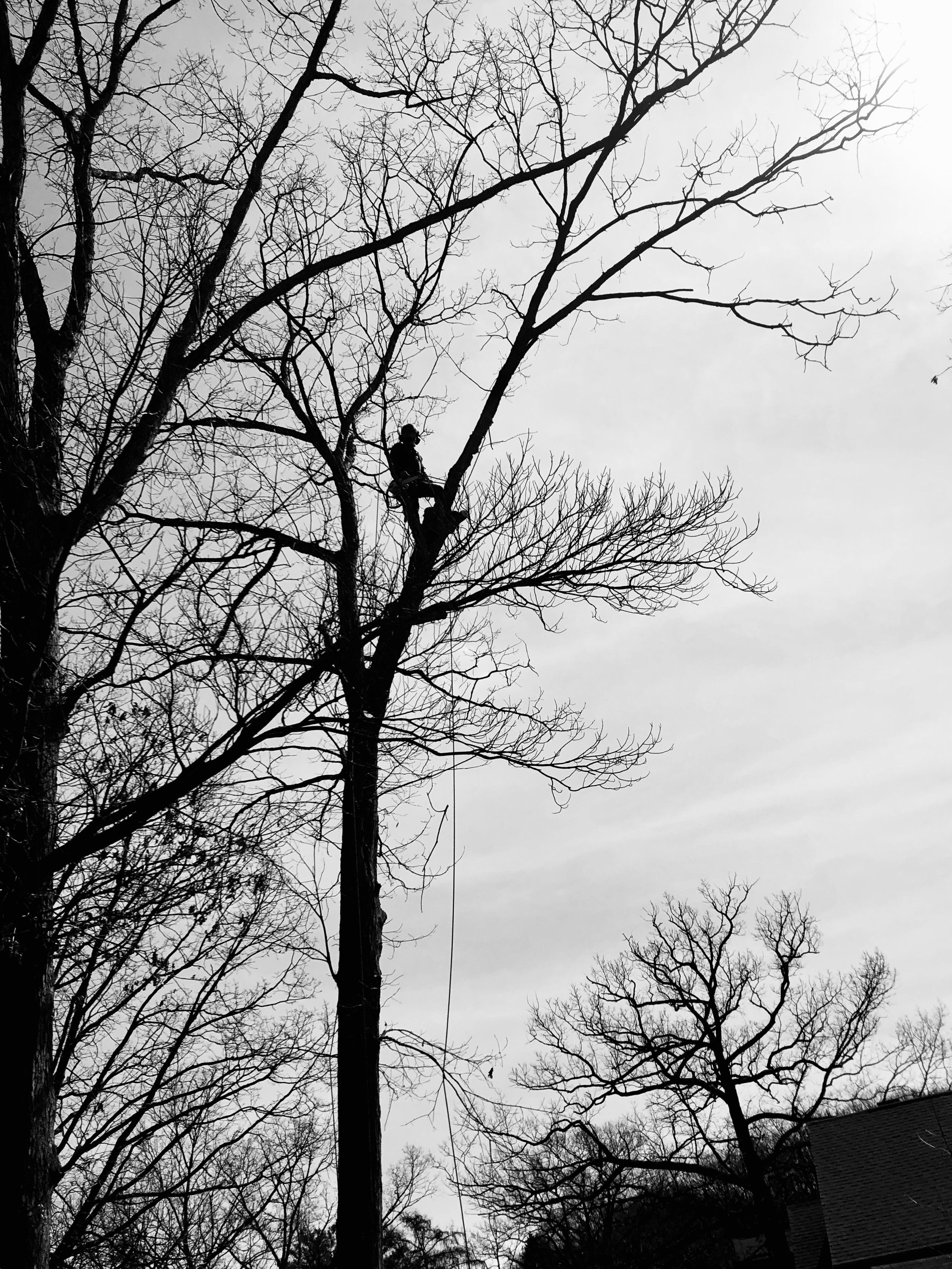 Services Arkadien Tree Care Tree Service In Bloomsburg PA services-arkadien-tree-care-tree-service-in-bloomsburg-pa