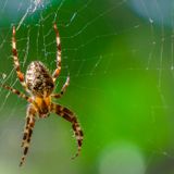 SPIDERS AND SILVERFISH | Landlock Pest Control | Pest Control in Toano, VA