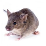 COMMON INTRUDERS | Landlock Pest Control | Pest Control in Toano, VA