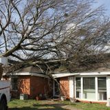 CMT Tree Service | Tree Service in Montgomery, AL